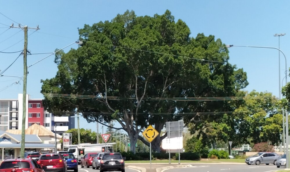 Ficus Trees, Pine Street, and The Terrace Intersection, North Ipswich ...
