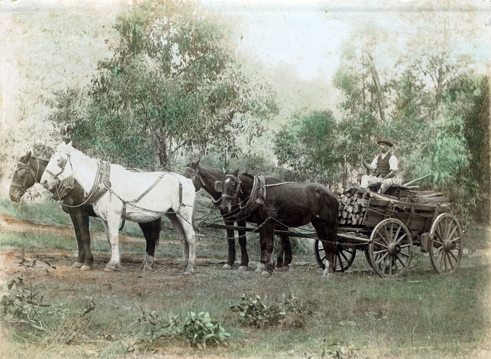 Unidentified man hauling timber in horse-drawn wagon at Redbank Plains ...