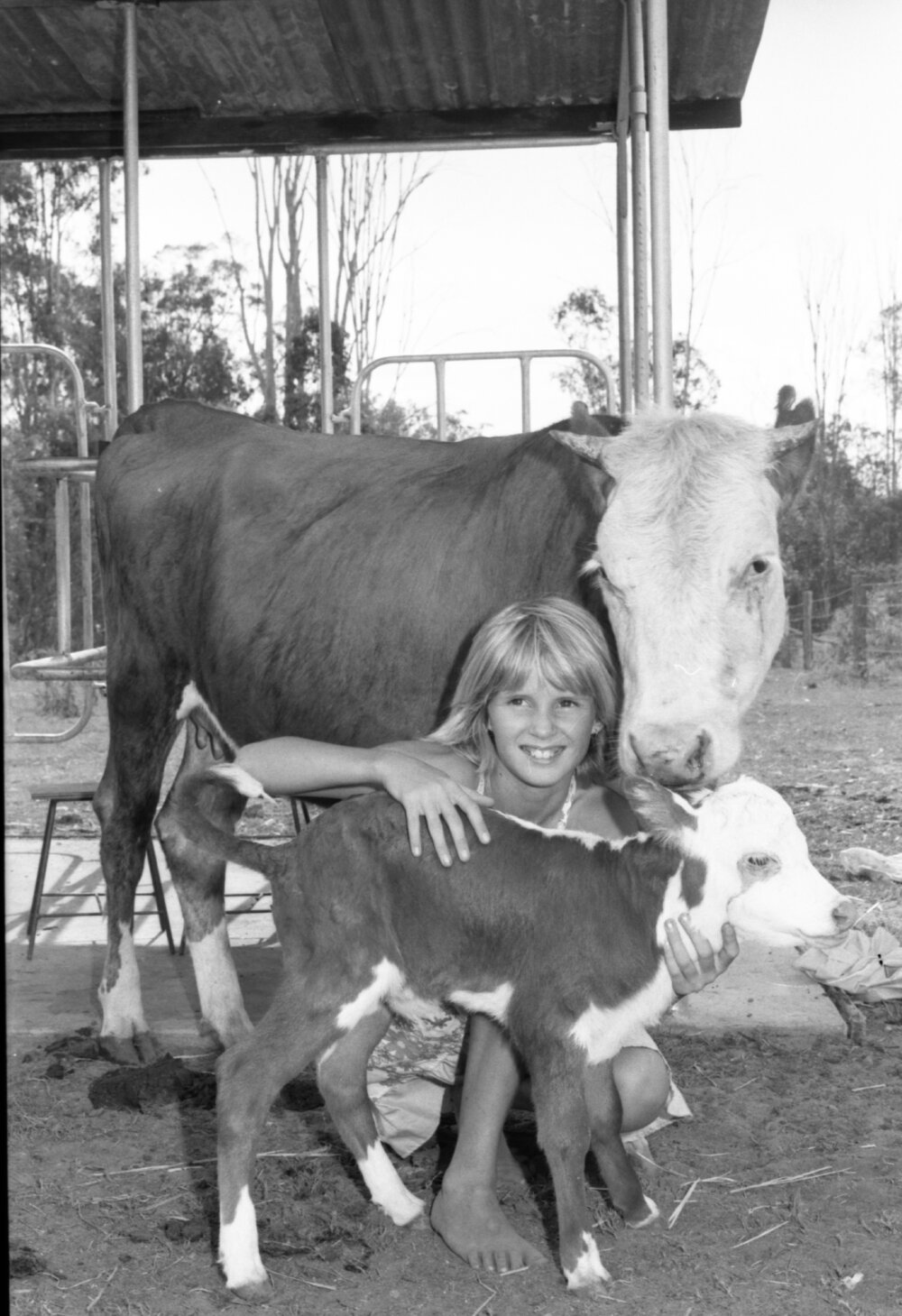 Girl with cow and calf, Ipswich, Queensland, January 1978 | Picture Ipswich